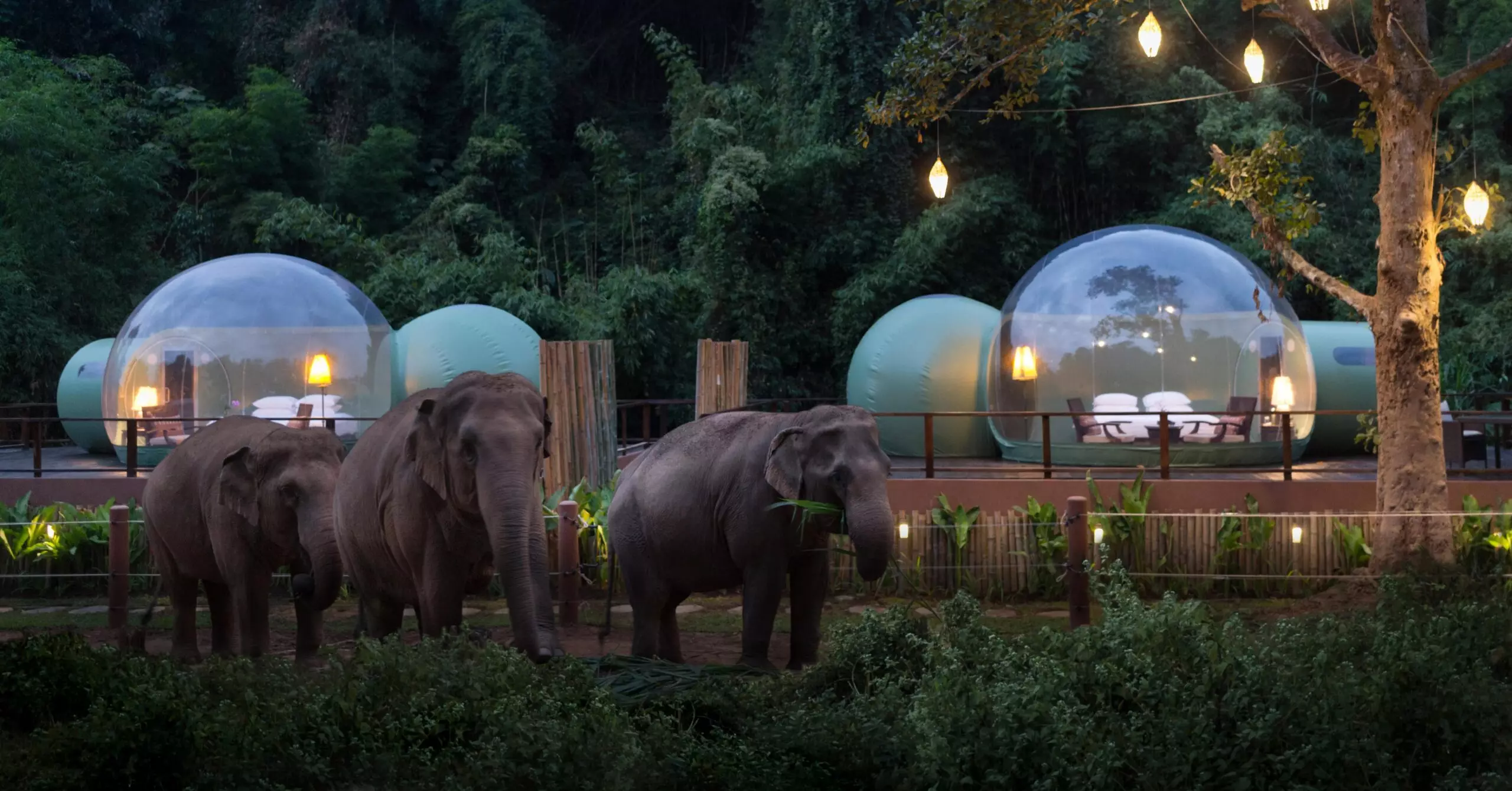 Spánek mezi slony v apartmá The „Jungle Bubble“ v Thajsku 56475_5